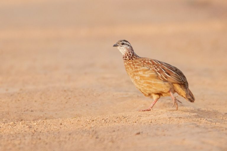 Quail Rearing Guide for beginners - Mati News